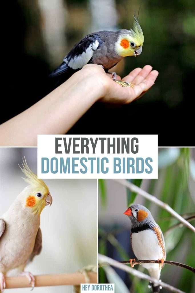 Domestic Birds 101: Best Tips for Birds - Hey Dorothea