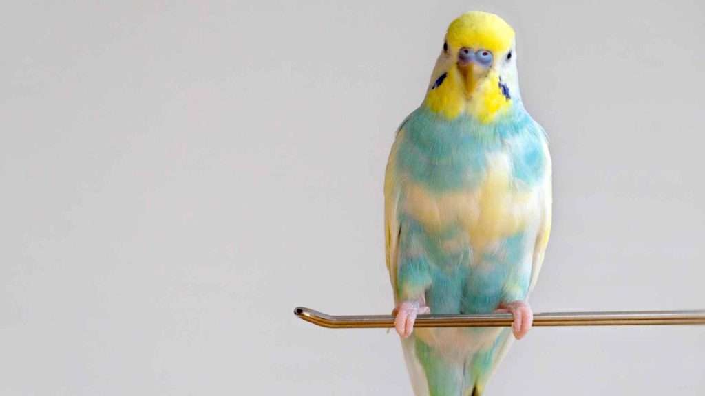Domestic Birds 101: Best Tips for Birds - Hey Dorothea