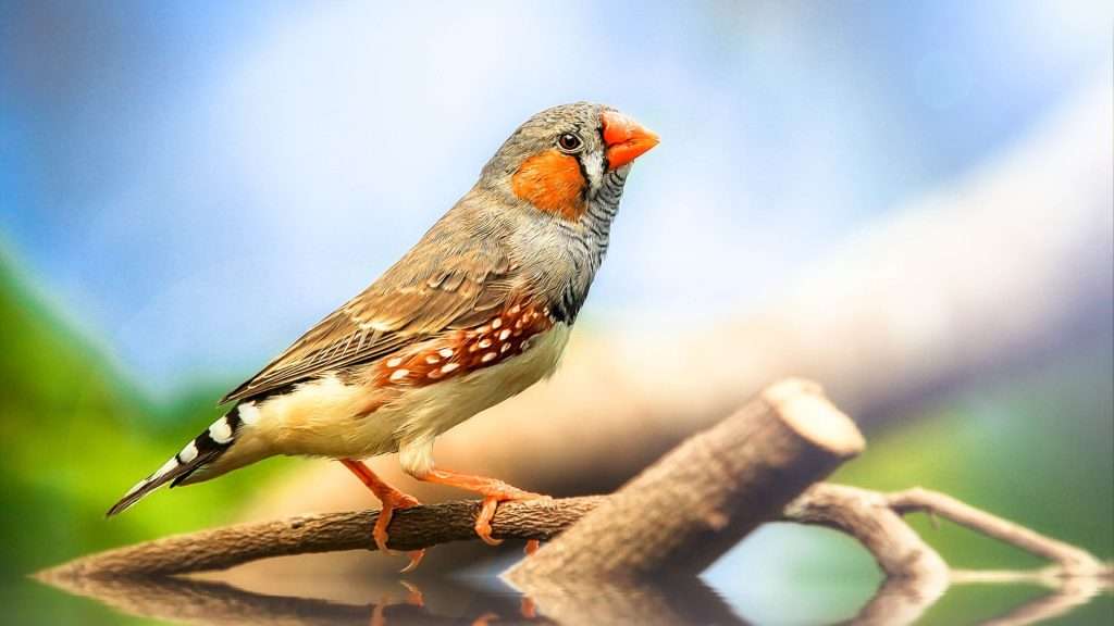 Domestic Birds 101: Best Tips for Birds - Hey Dorothea