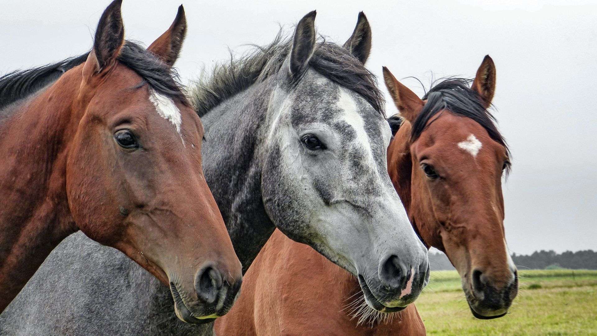 Horses 101: Ultimate Care Tips for a Horse