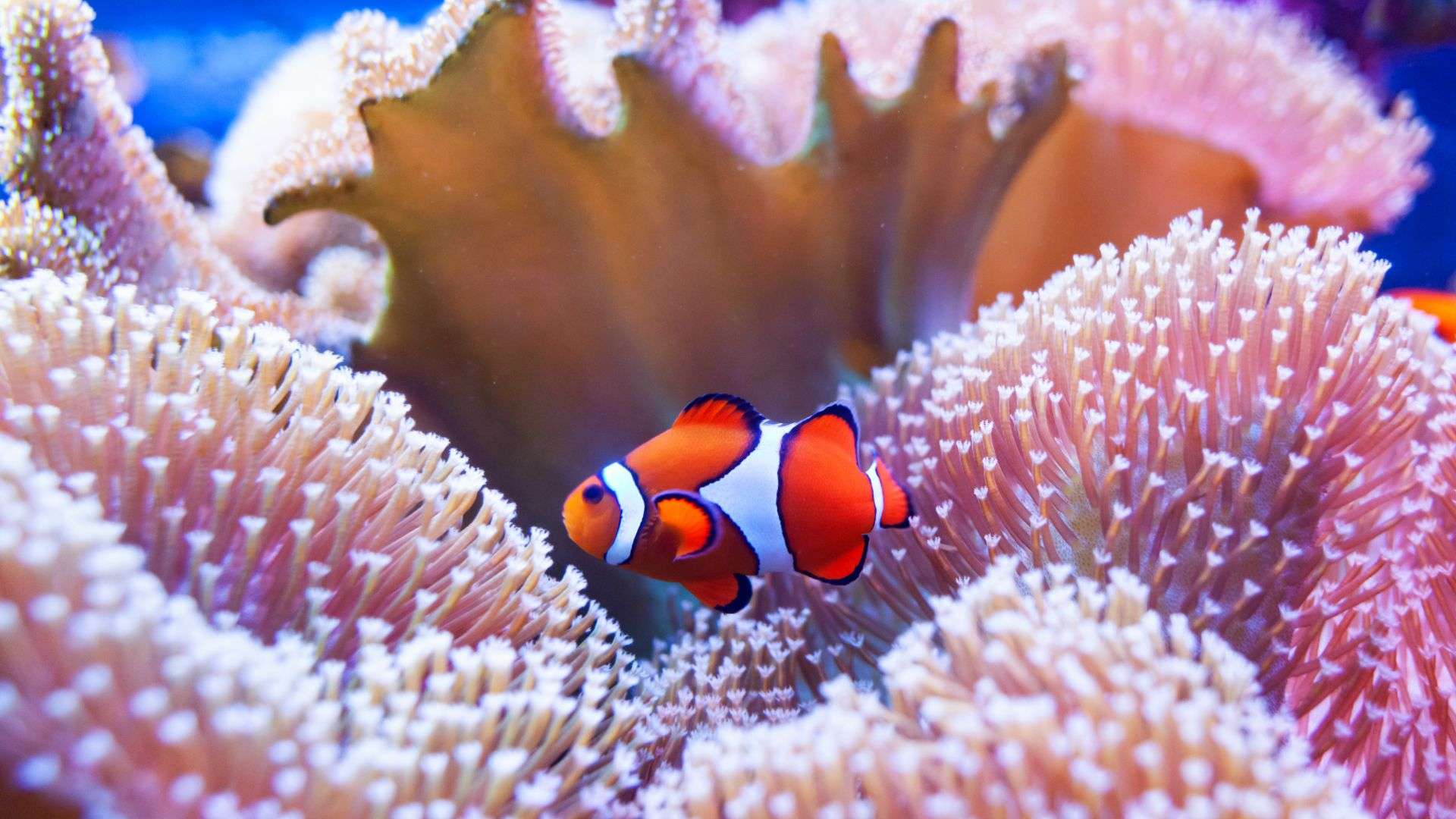 Saltwater Fish 101: Best Tips for Saltwater Fish - Hey Dorothea
