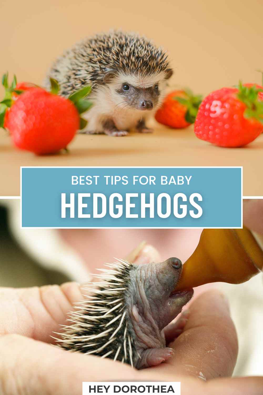 Baby Hedgehogs: Comprehensive Guide