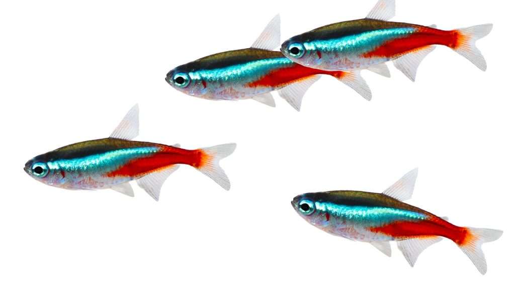 Coolest Aquarium Fish: Dive into the World of Underwater Wonders! - Hey ...