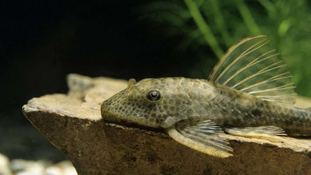 Coolest Aquarium Fish: Dive into the World of Underwater Wonders! - Hey ...