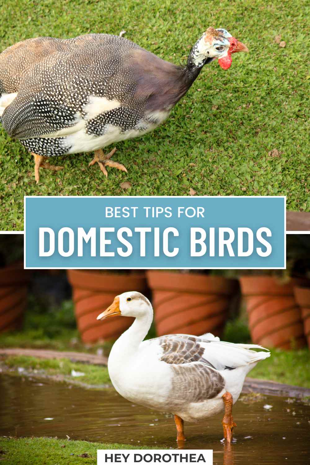 Domestic Birds 101: Best Tips for Birds - Hey Dorothea