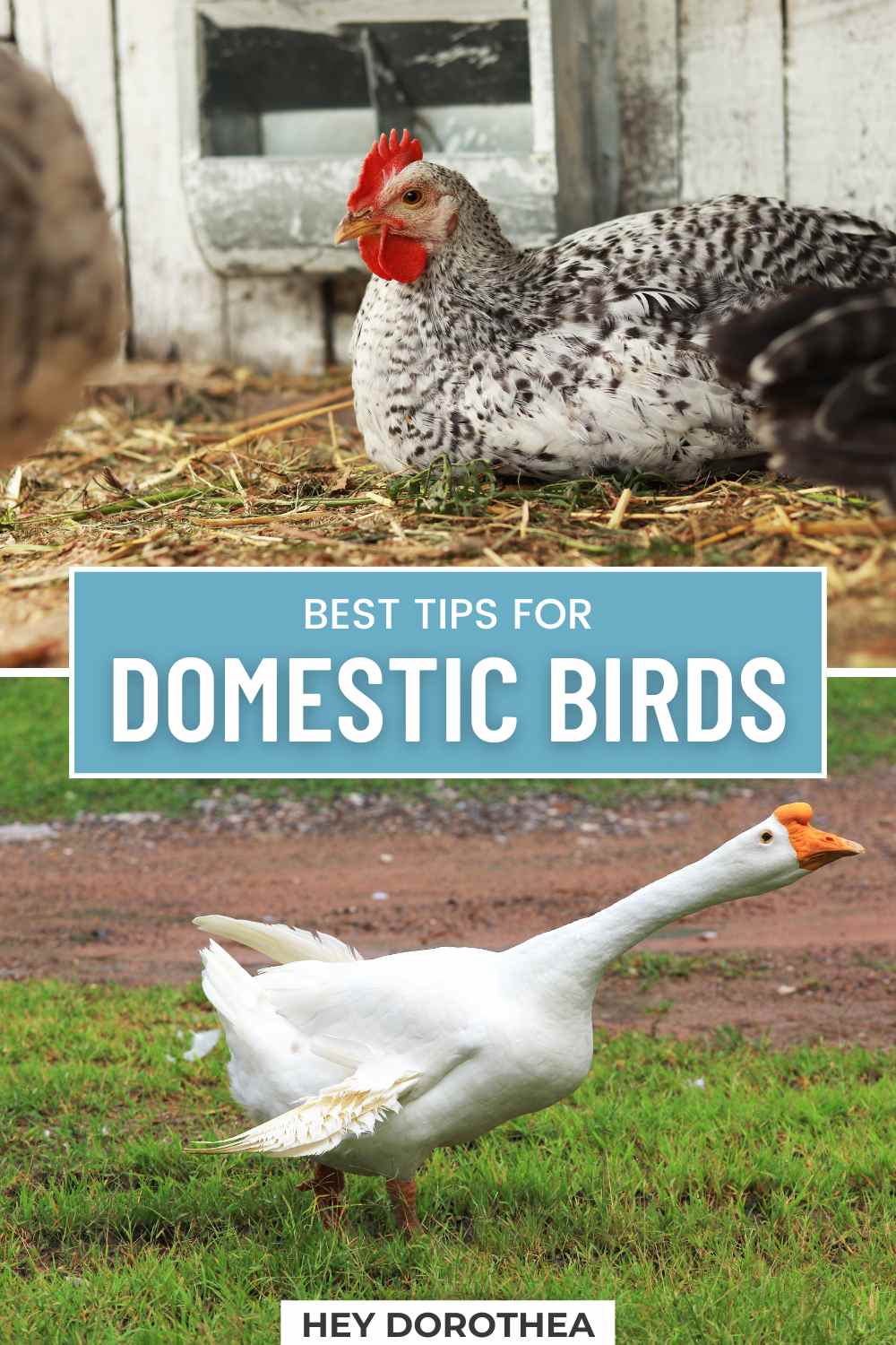 Domestic Birds 101: Best Tips for Birds - Hey Dorothea