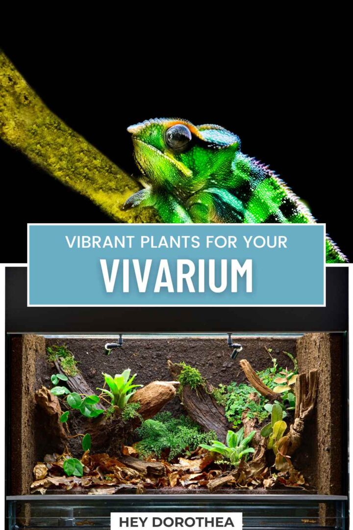 Vibrant Vivarium Plants: Your Guide to the Top 10 Green Companions