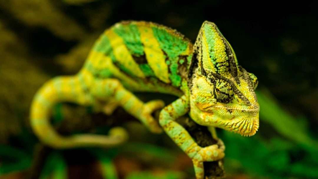 Choosing the Best Reptiles for Beginners! - Hey Dorothea