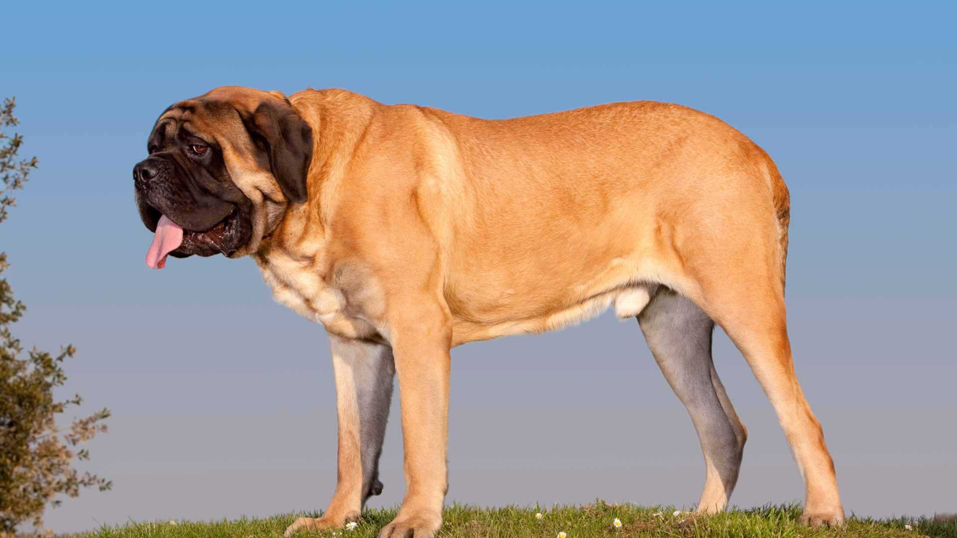 The Big Dog Breeds & Other Gentle Giant Facts!