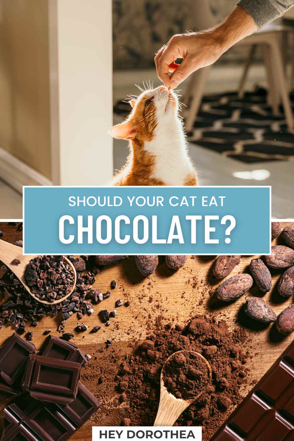 Can Cats Eat Chocolate? The Ultimate Guide