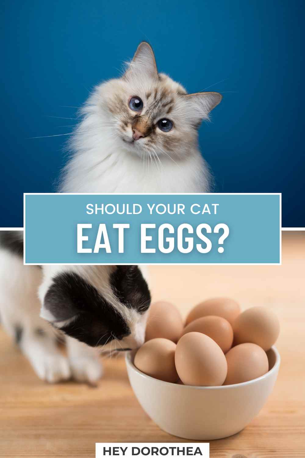 Can Cats Eat Eggs? The Ultimate Guide
