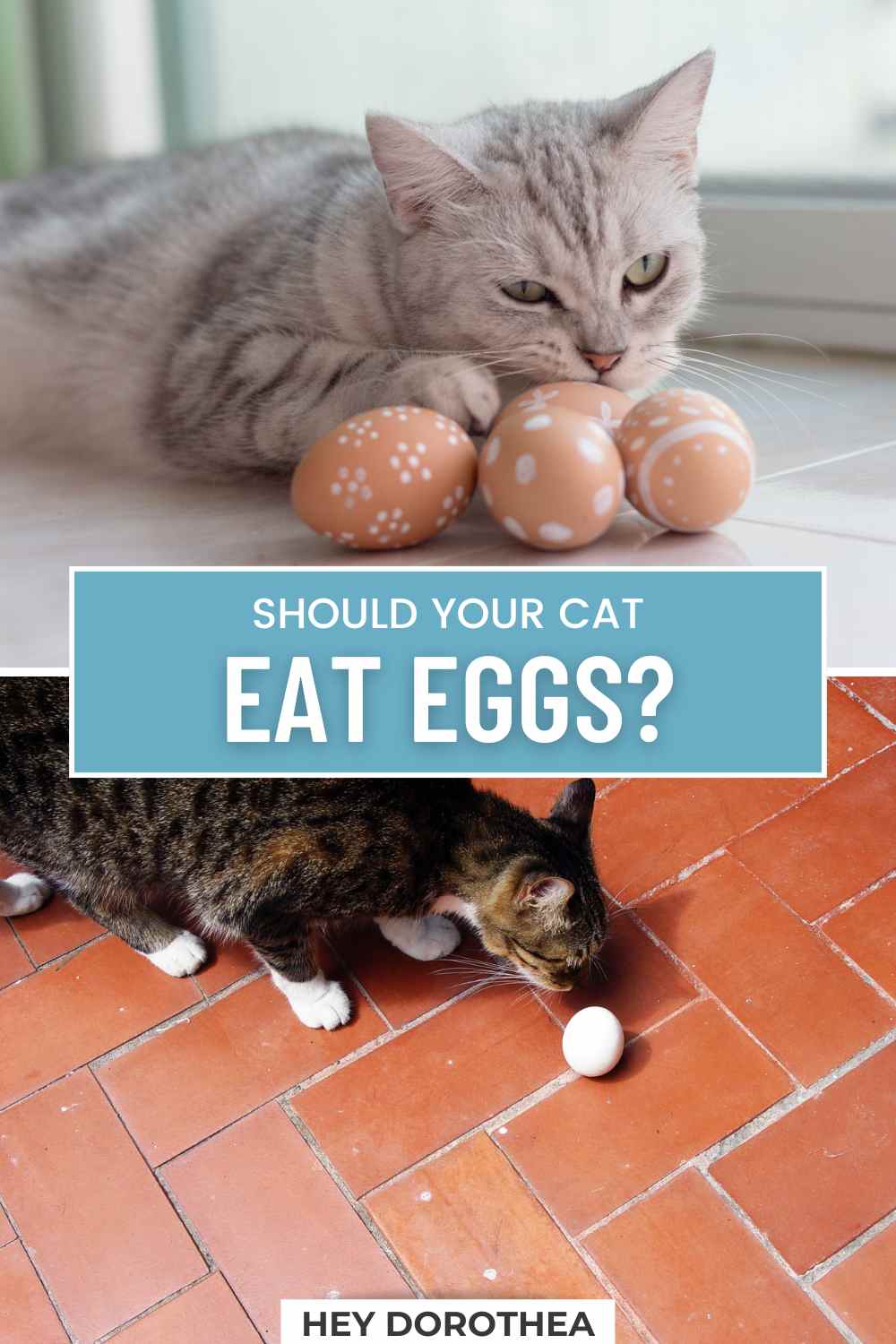 Can Cats Eat Eggs? The Ultimate Guide