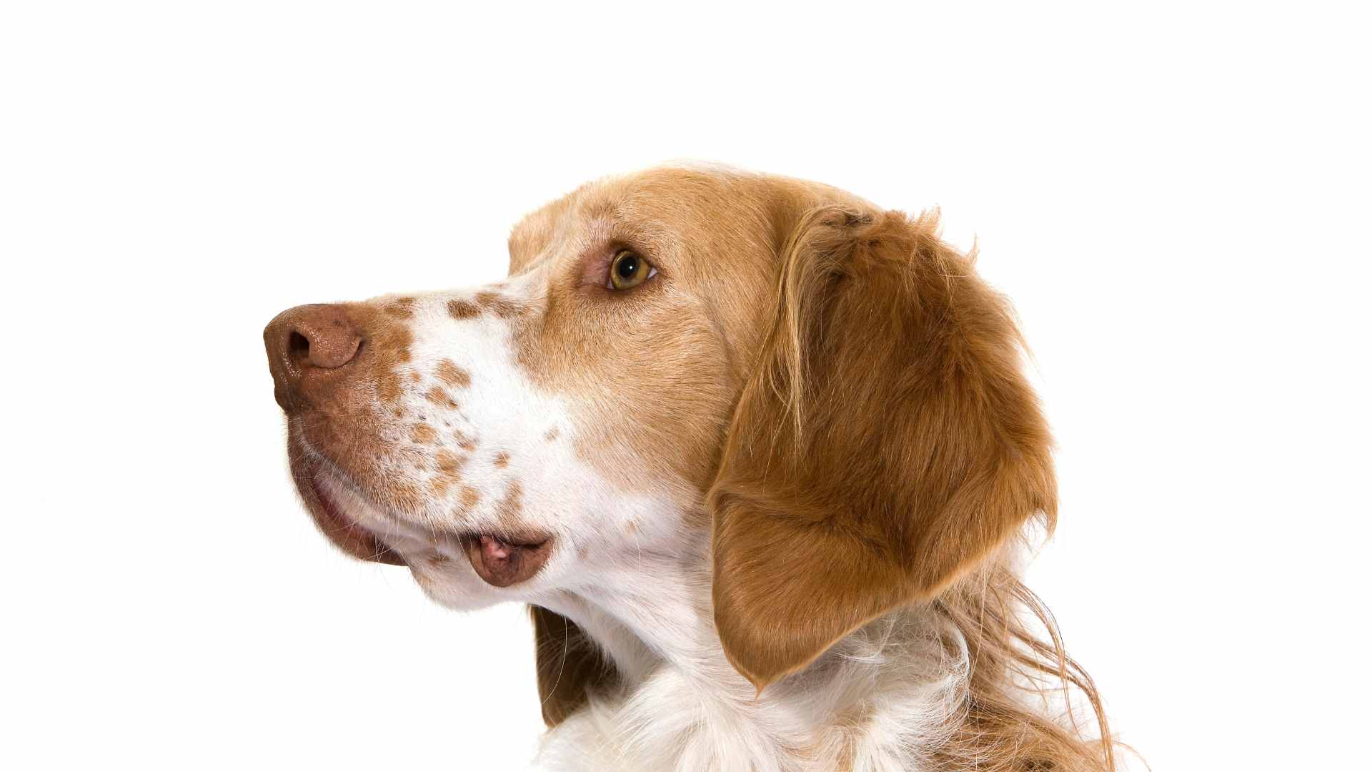 Can Dogs Eat Cinnamon? The Ultimate Guide