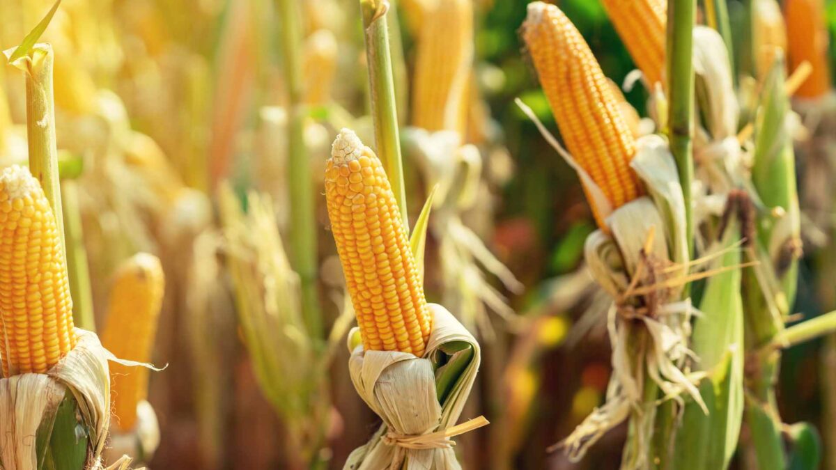 Can Dogs Eat Corn? The Ultimate Guide