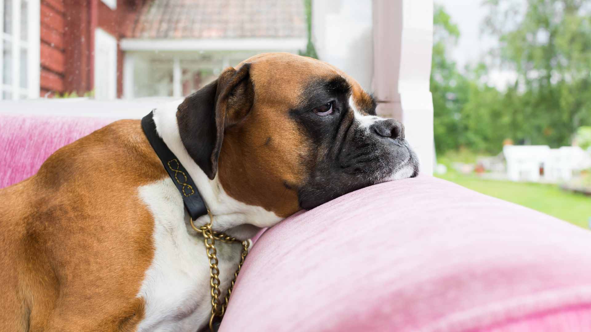 Can Dogs Eat Potatoes? A Complete Guide
