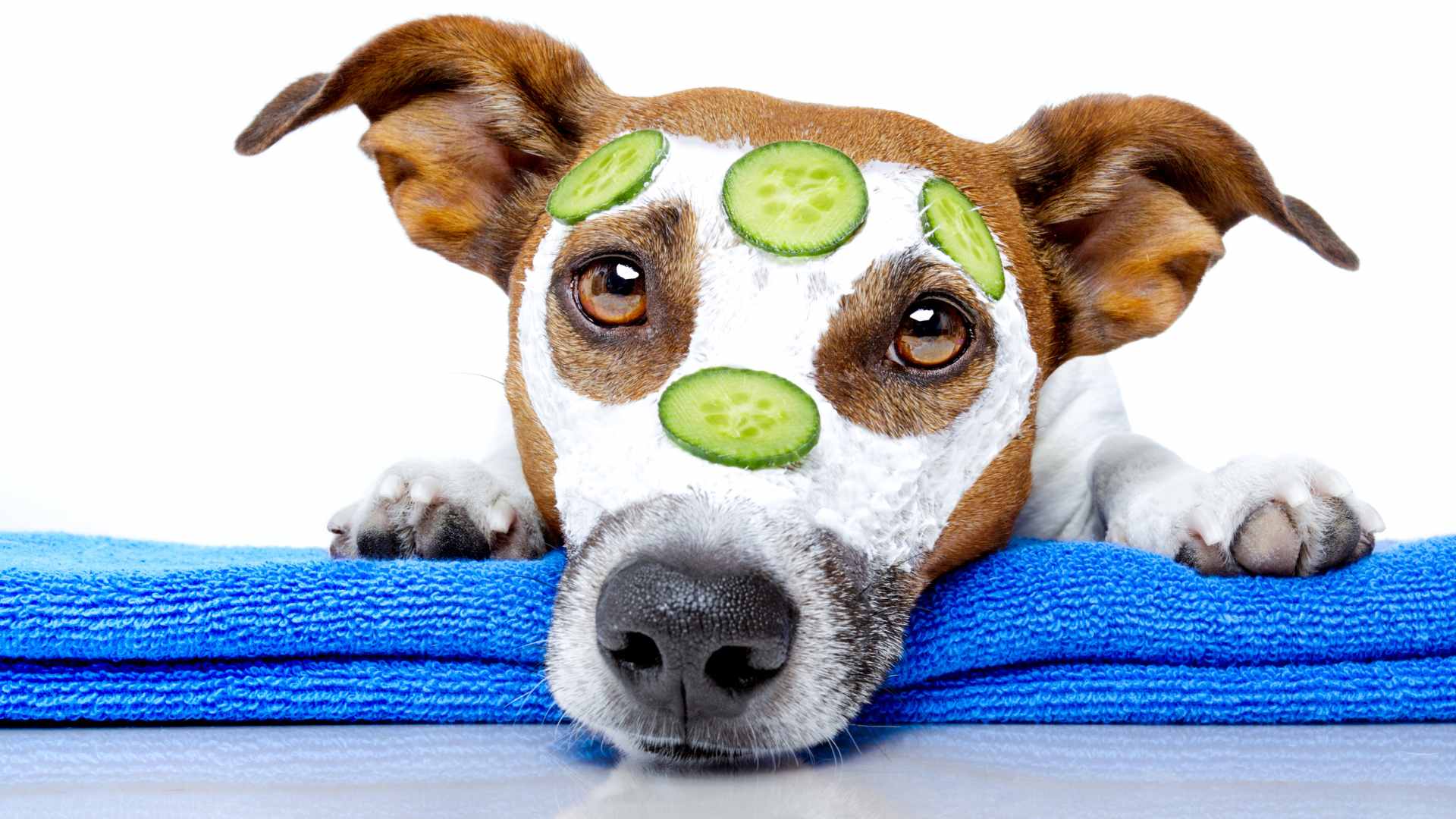 Can Dogs Eat Cucumber? The Ultimate Guide