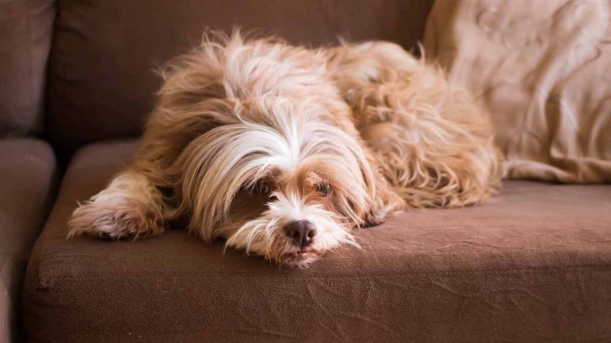 Can Dogs Have Honey? The Ultimate Guide