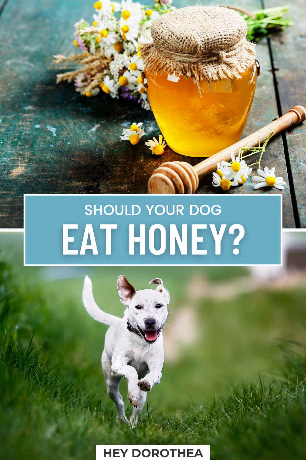 Can Dogs Have Honey? The Ultimate Guide