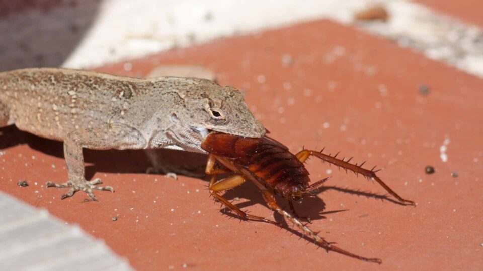 What Do Lizards Eat? The Ultimate Guide to Lizard Diets