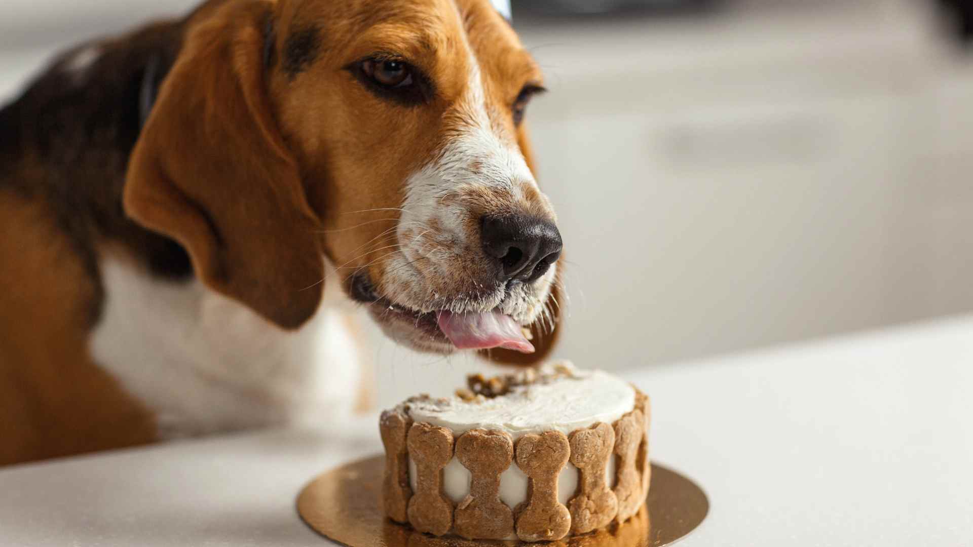 Can Dogs Eat Cake? The Ultimate Guide