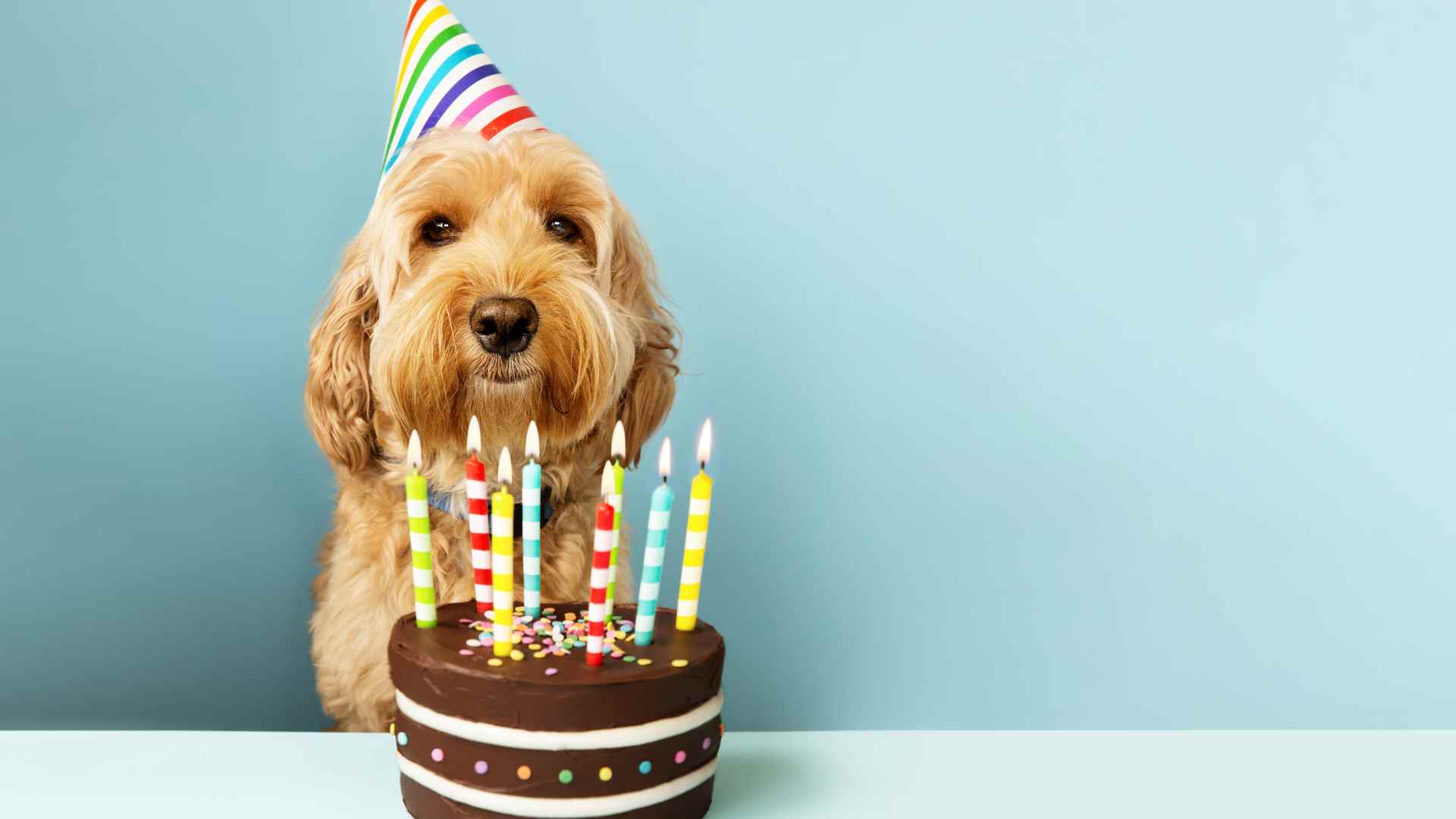 Can Dogs Eat Cake? The Ultimate Guide